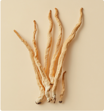 Master Blend Plant Protein Unsweetened Original – Om Mushroom Superfood