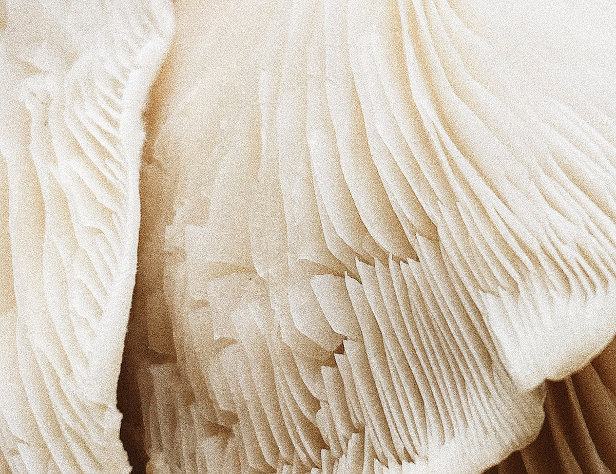 Buy Master Blend Mushroom Capsules Supplement | Om – Om Mushroom Superfood