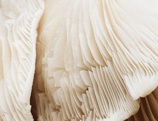 Mycelium: What Is It and Why Is It So Important? – Om Mushroom Superfood