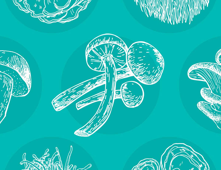 A Mushroom for All of Your Needs – Om Mushroom Superfood